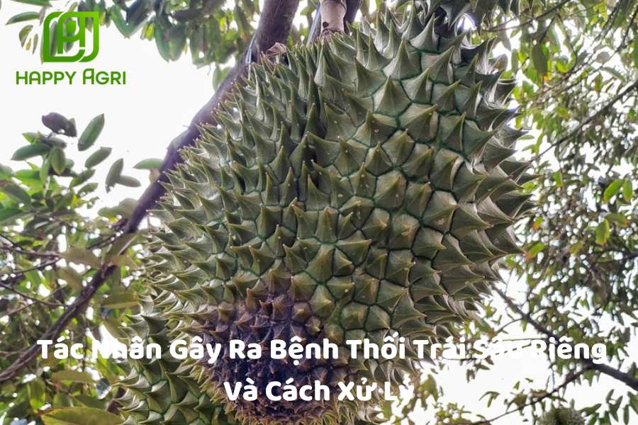 # Tác Nhân Gây Ra Bệnh Thối Trái Sầu Riêng Và Cách Xử Lý