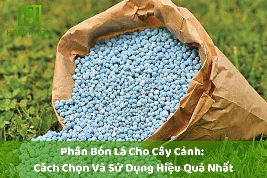 Phân Bón Lá Cho Cây Cảnh: Cách Chọn Và Sử Dụng Hiệu Quả Nhất
